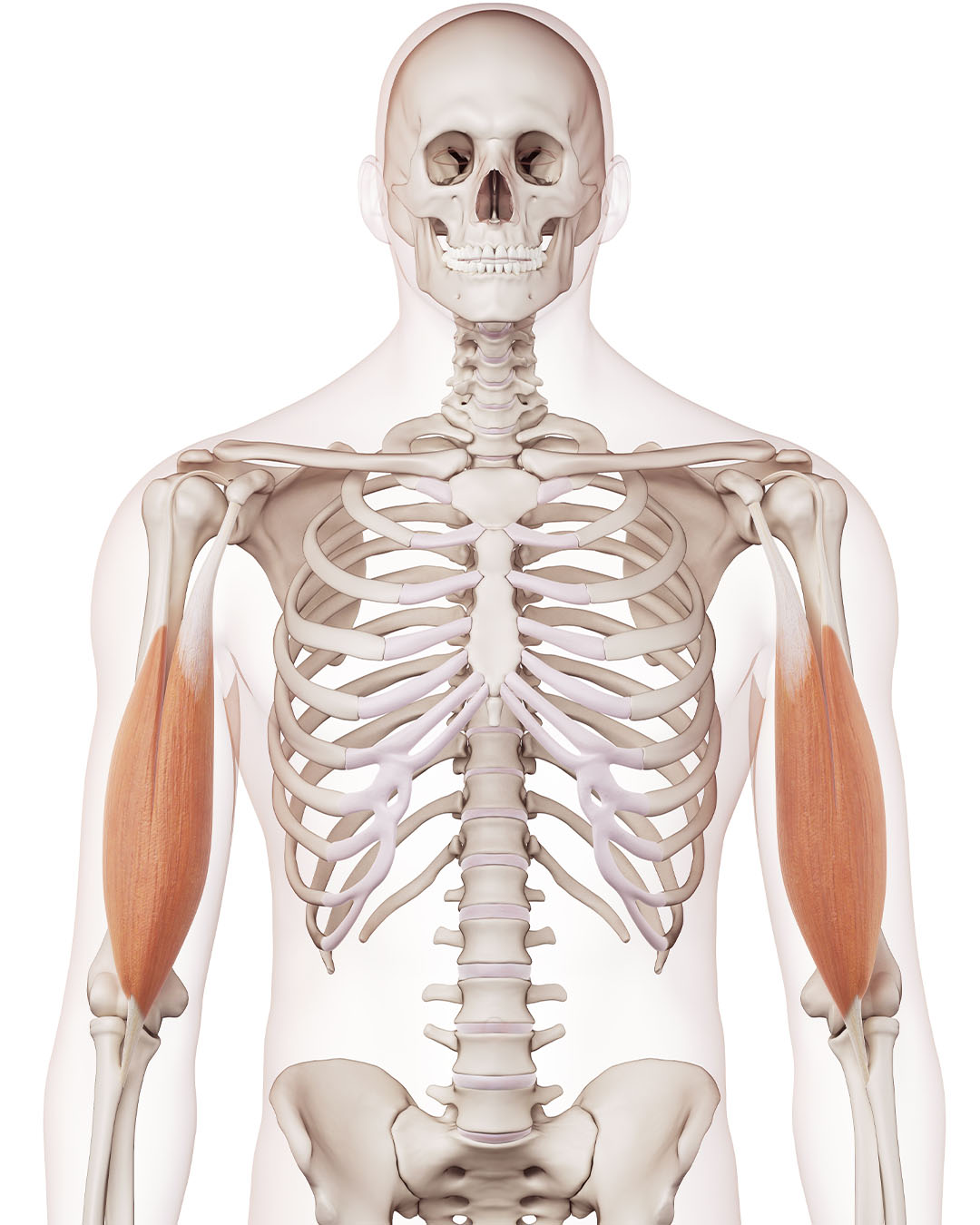 The Best Bicep Exercises for Complete Muscular Contraction